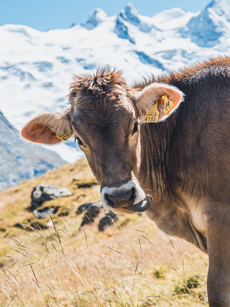 Lato w południowej Gryzonii – Dolina Engadyna, St. Moritz i Pontresina ...